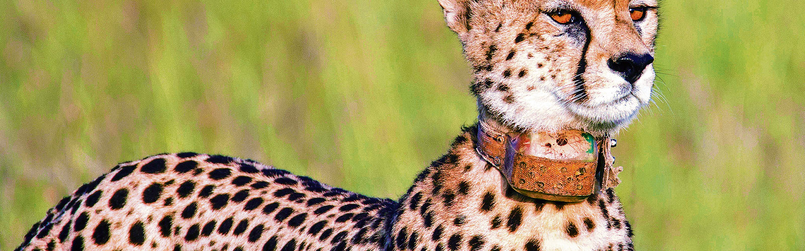 About Us - Savannah Tracking