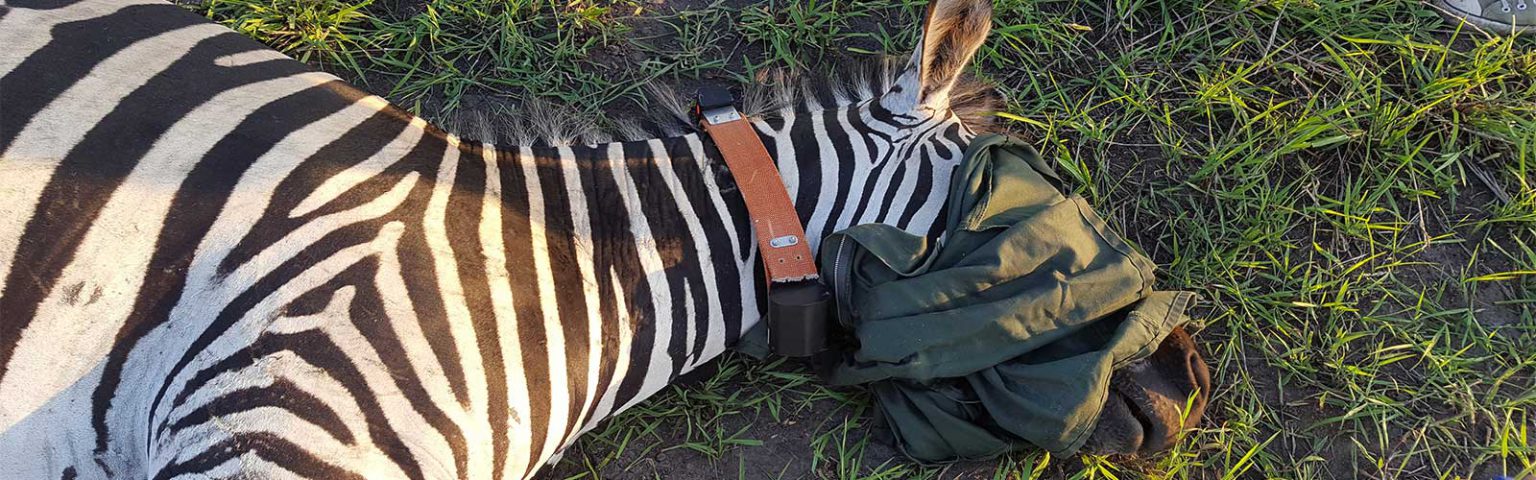 Standard Neck Collars - Savannah Tracking