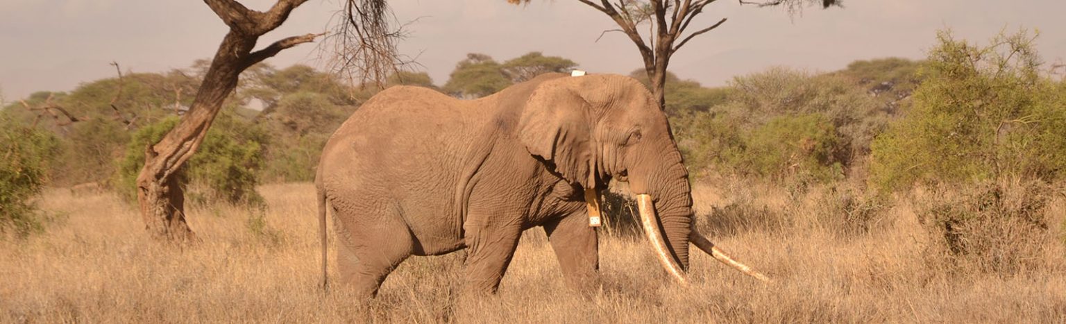 Elephant Models - Savannah Tracking